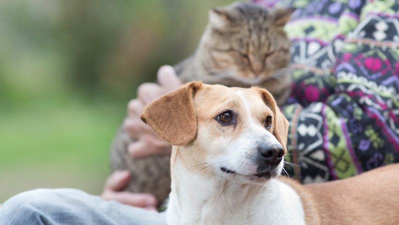6 Benefits of Having a Pet at Home – Wulf Snacks