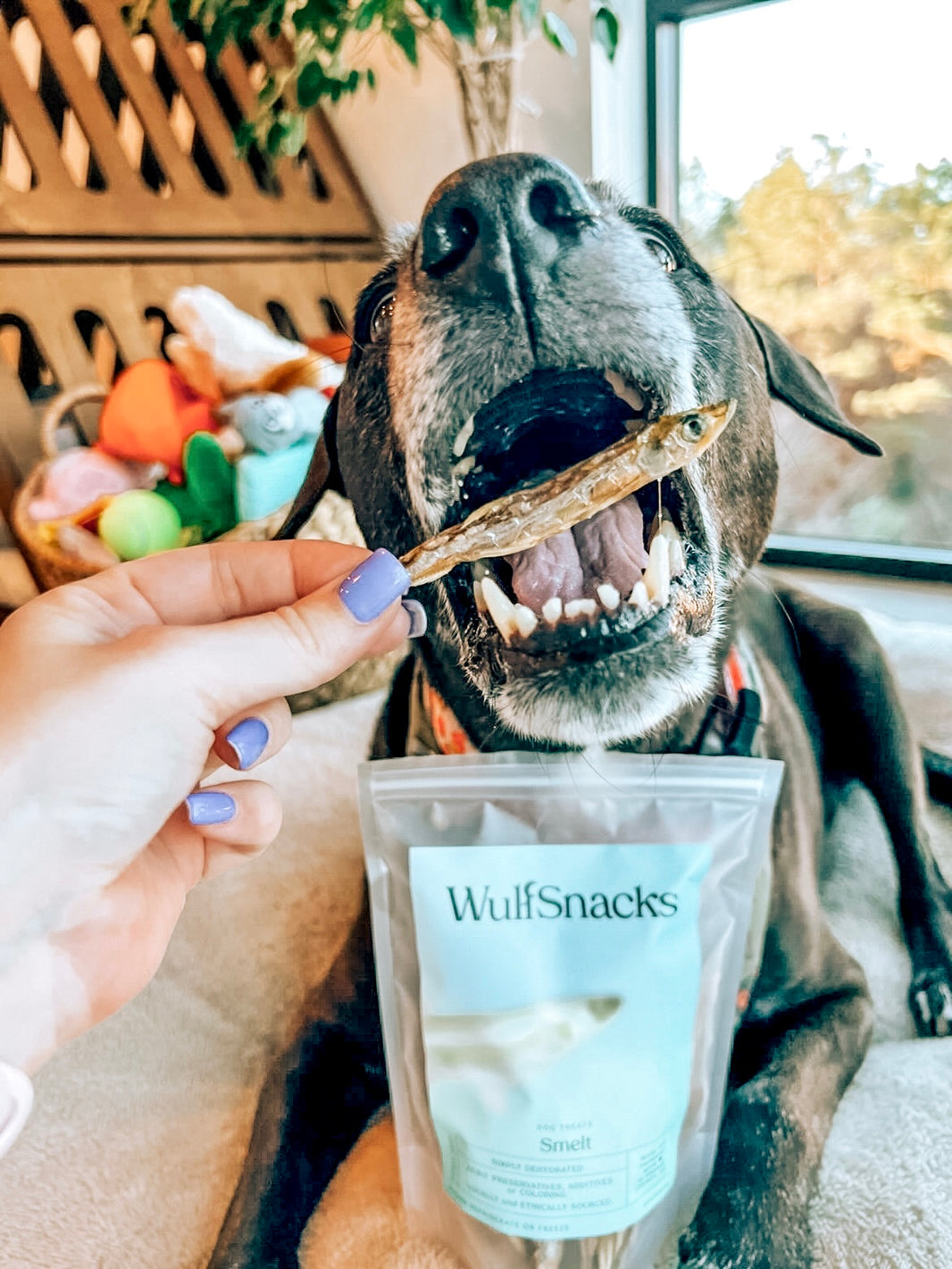 Treats – Wulf Snacks