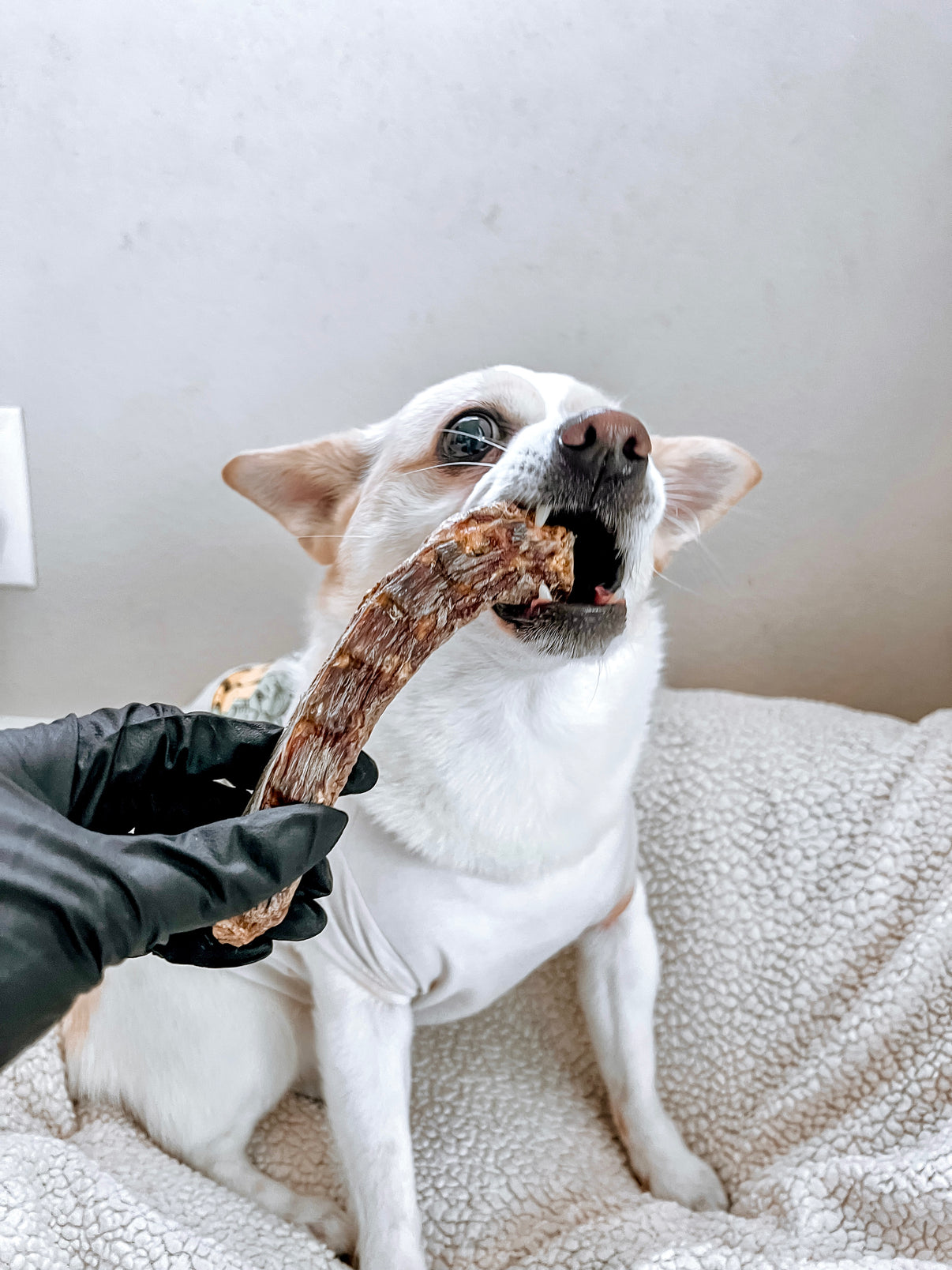 Duck Neck Chews – Wulf Snacks